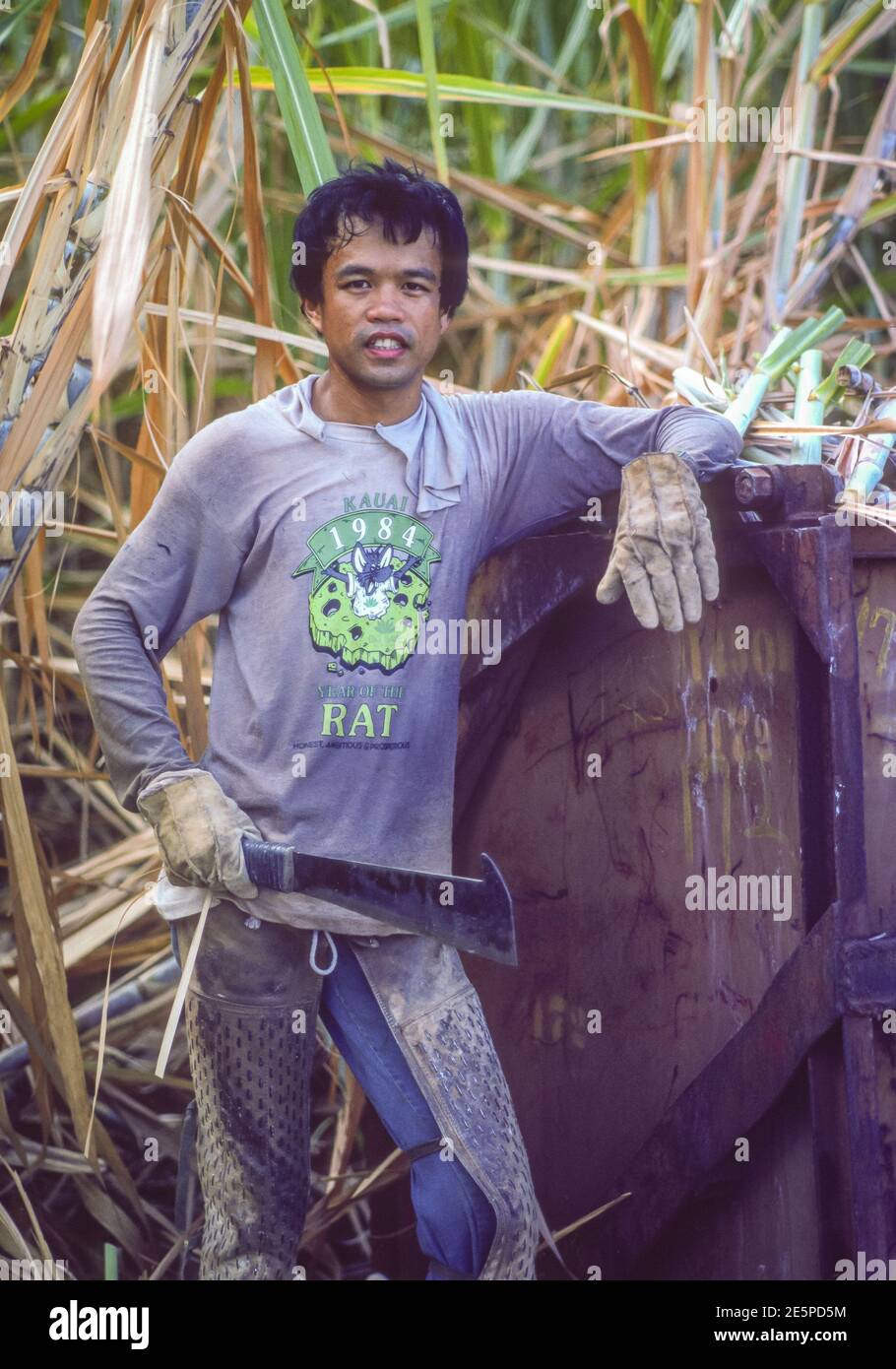 KAUAI, HAWAII, 1984 - Cane cutter with machete in sugar cane field ...