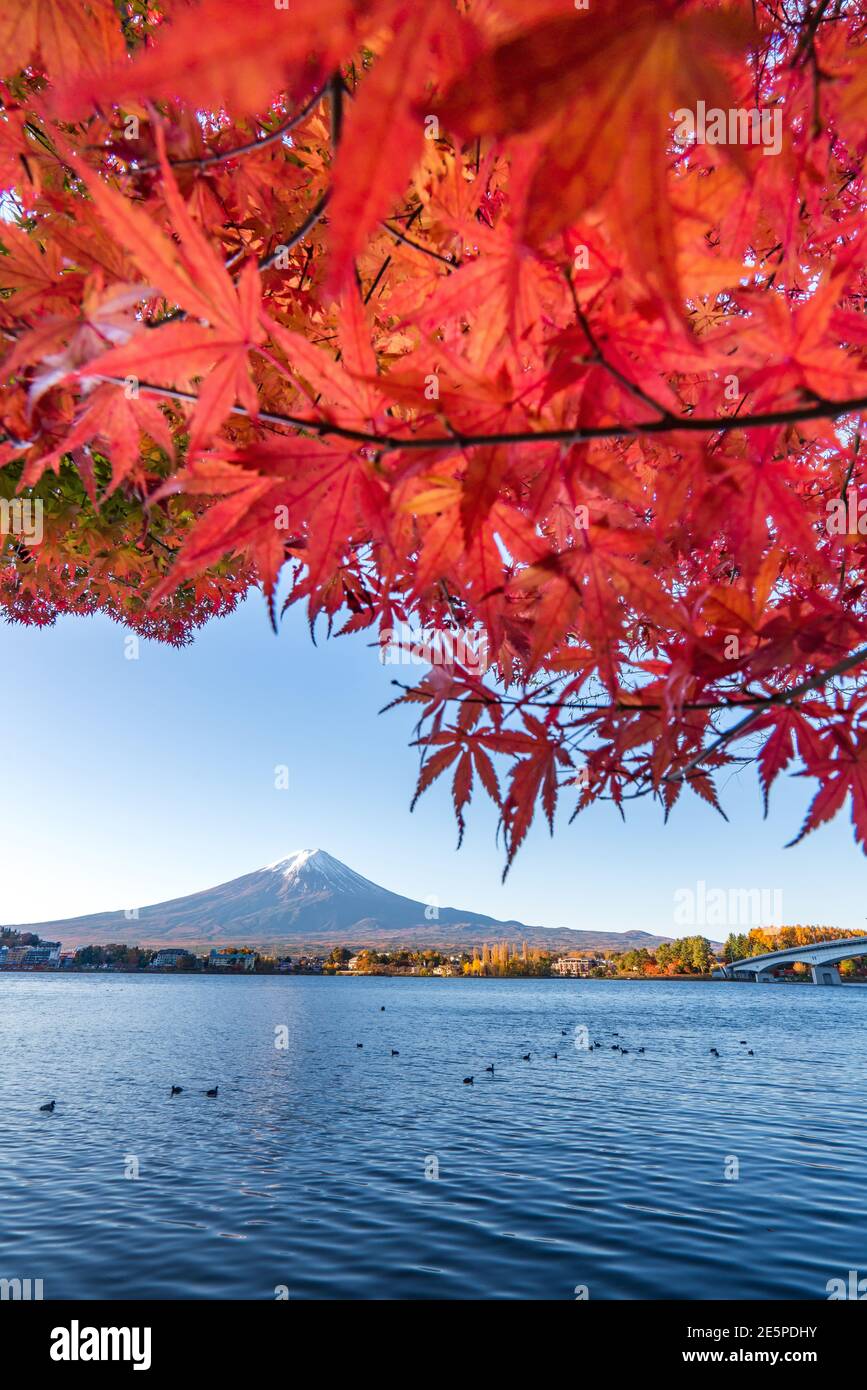 Colorful Autumn in Mount Fuji, Japan - Lake Kawaguchiko is one of the ...