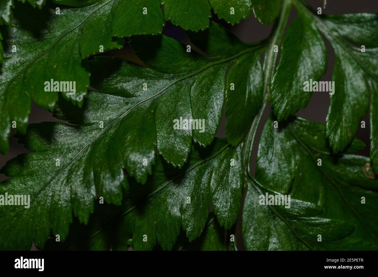Delicate leaf hi-res stock photography and images - Alamy