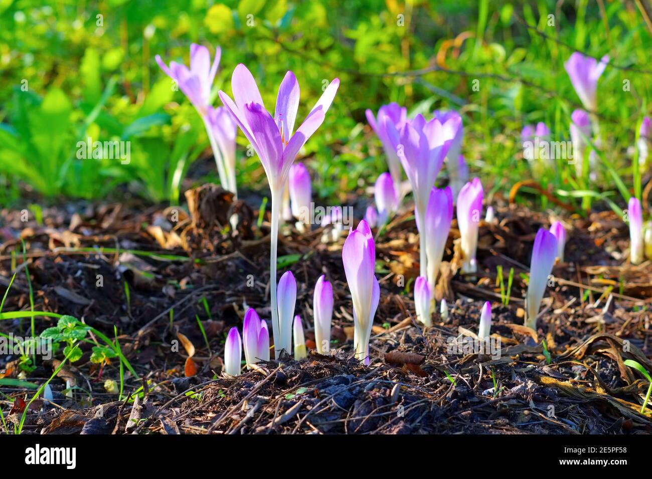 autumn crocus flower in purple colors Stock Photo - Alamy