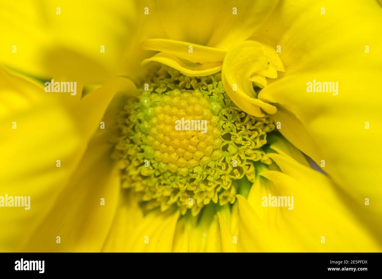 Yellow blossom detail hi-res stock photography and images - Alamy
