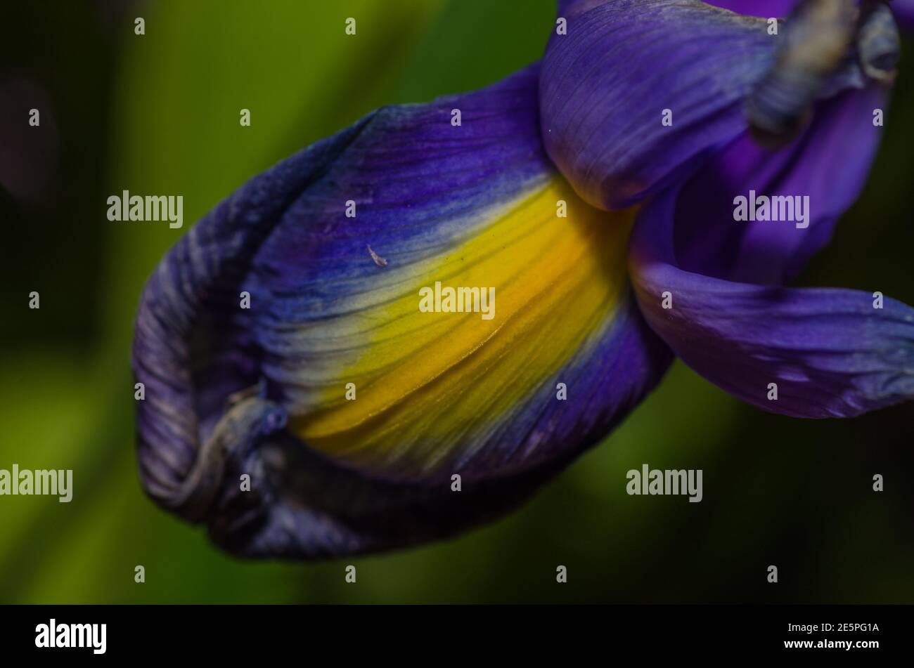 Purple yellow blossom detailed hi-res stock photography and images - Alamy