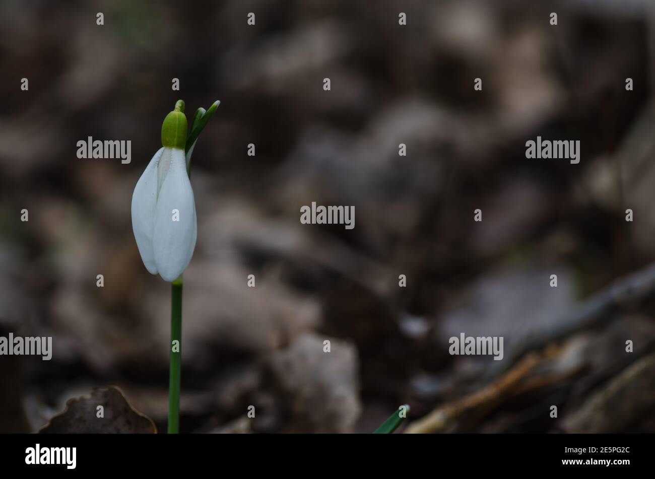 single snowdrop in forest and spring Stock Photo - Alamy