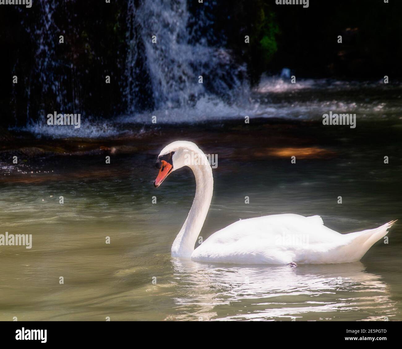 Elongated pond hi-res stock photography and images - Alamy