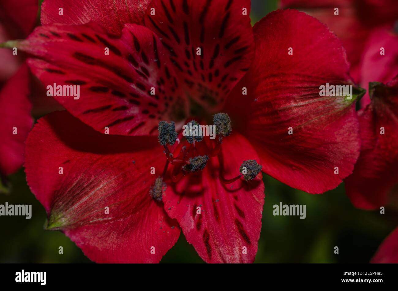 Happy birthday red stamp hi-res stock photography and images - Alamy