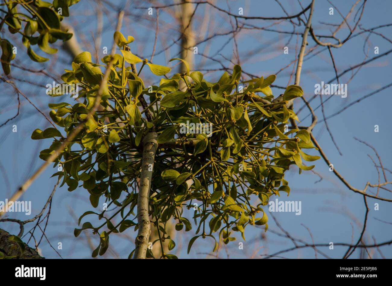 fresh mistletoe on tree Stock Photo - Alamy