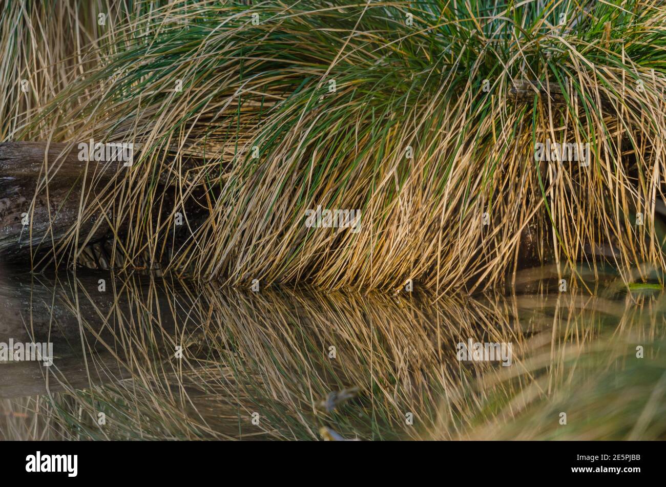 Grass in water hi-res stock photography and images - Alamy