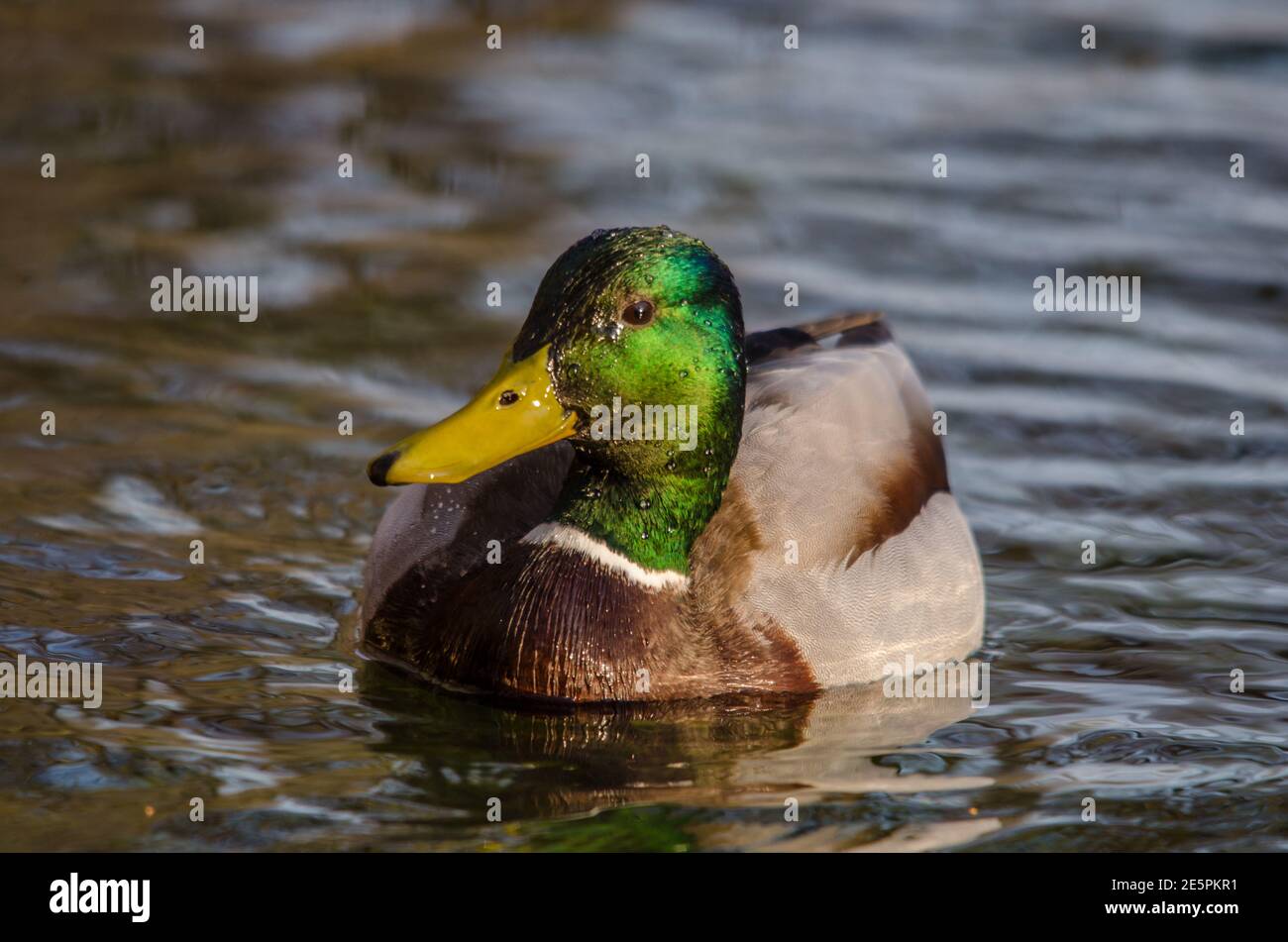 Small duck hi-res stock photography and images - Alamy