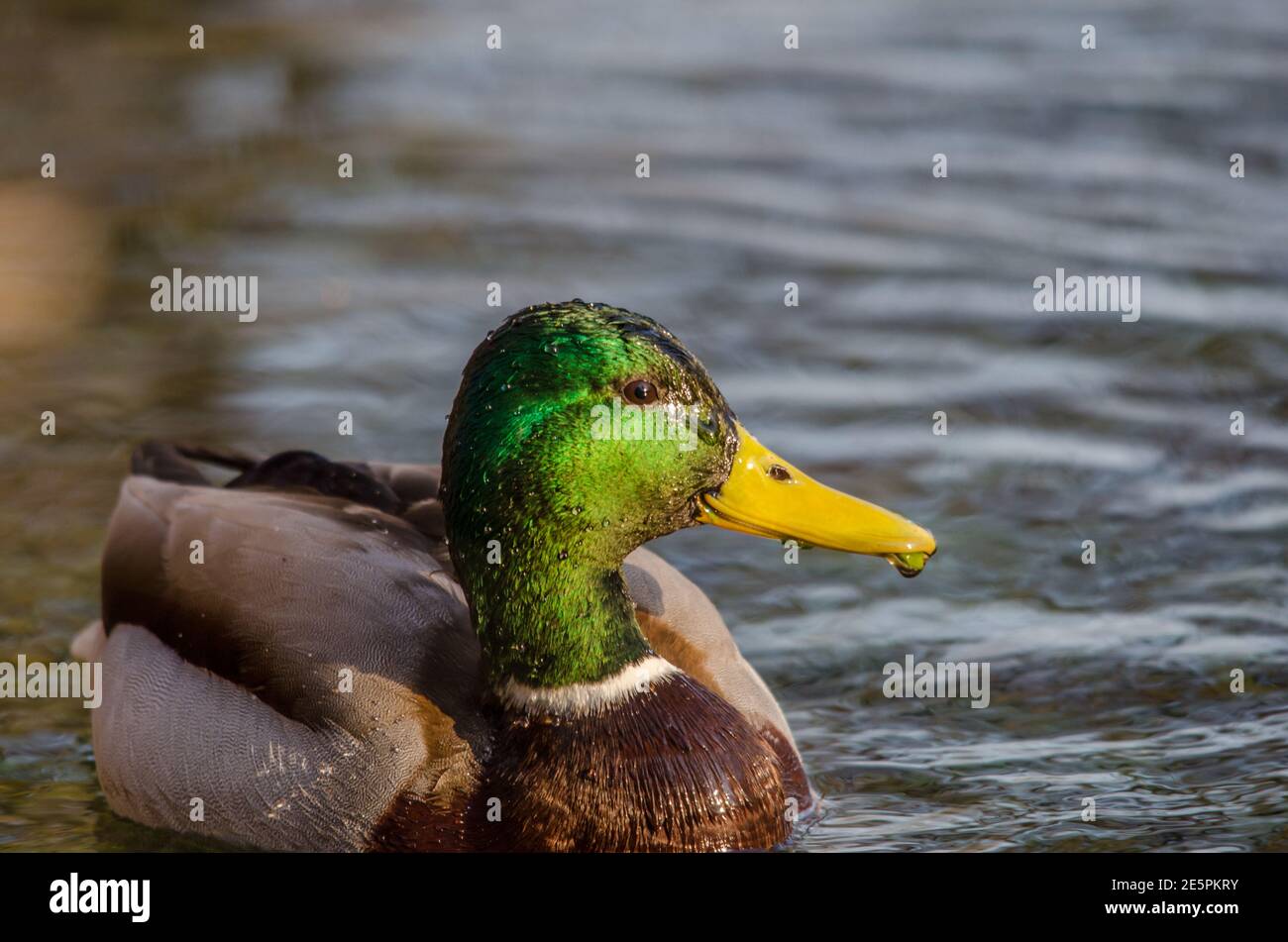 Small duck hi-res stock photography and images - Alamy