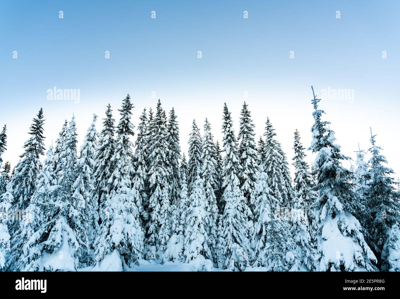 Pine trees covered with heavy snow on cold evening Stock Photo - Alamy