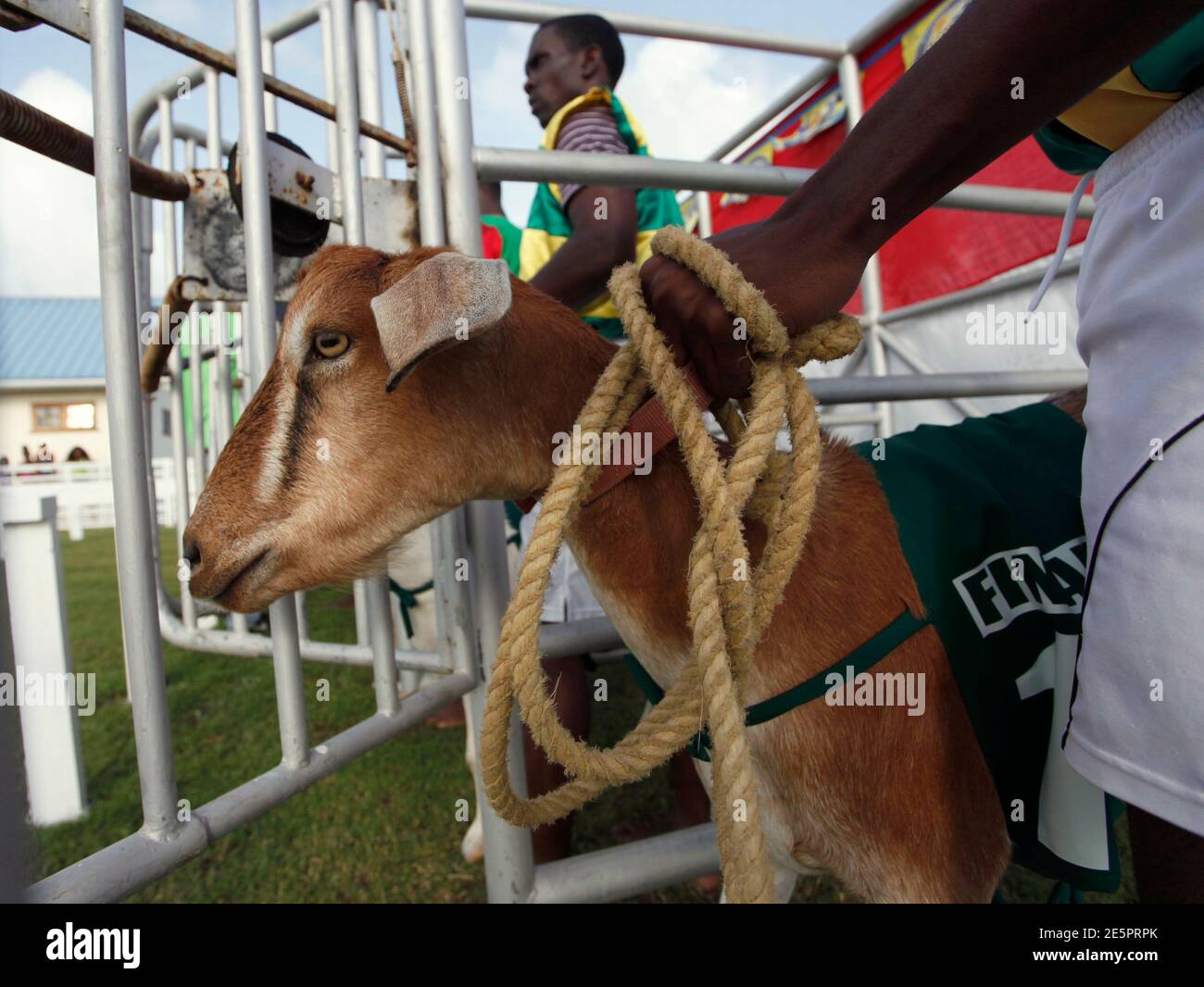 Goat race buccoo hi-res stock photography and images - Alamy