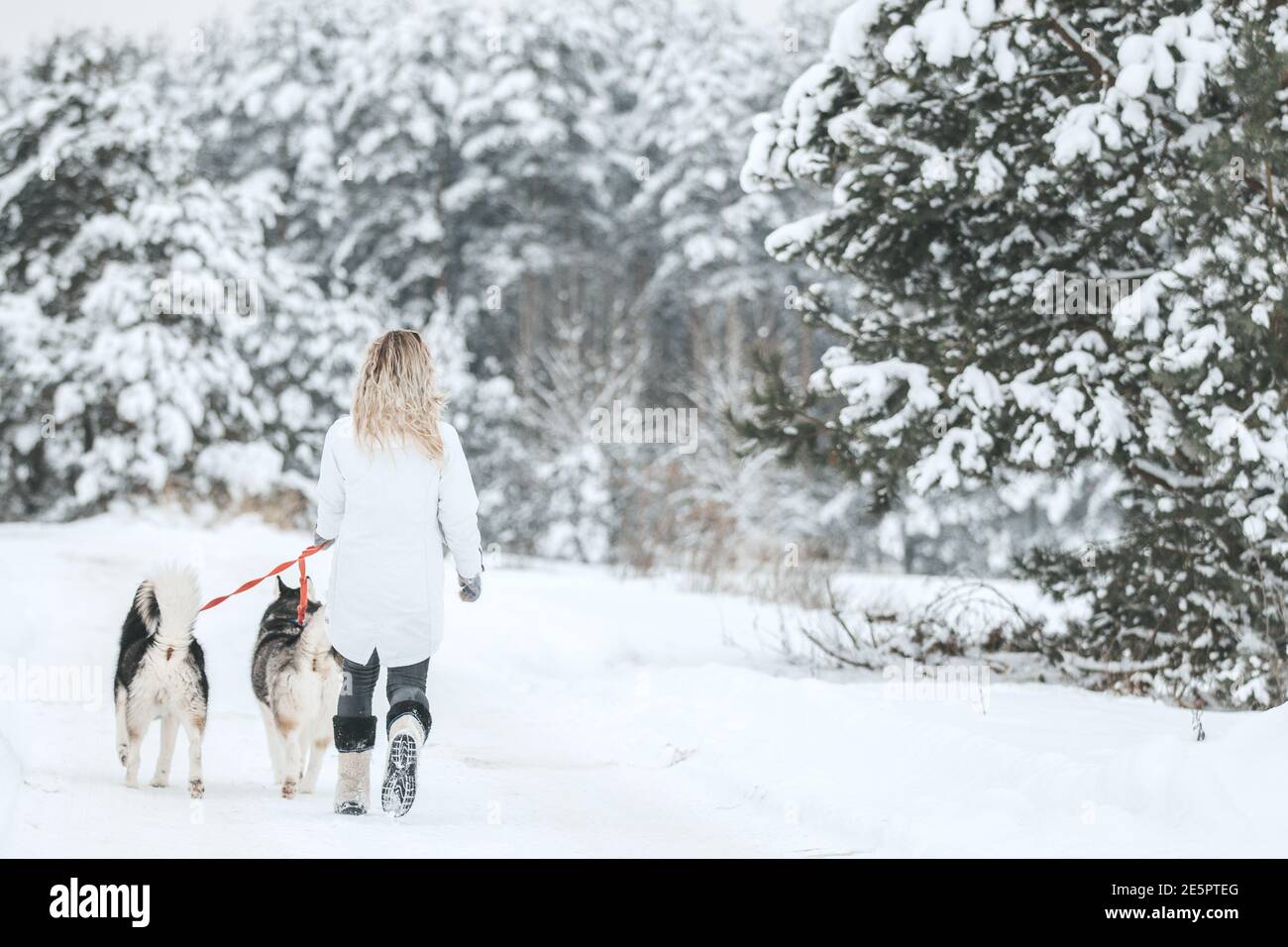 Girl walking with siberian husky in winter forest and park, animals and ...