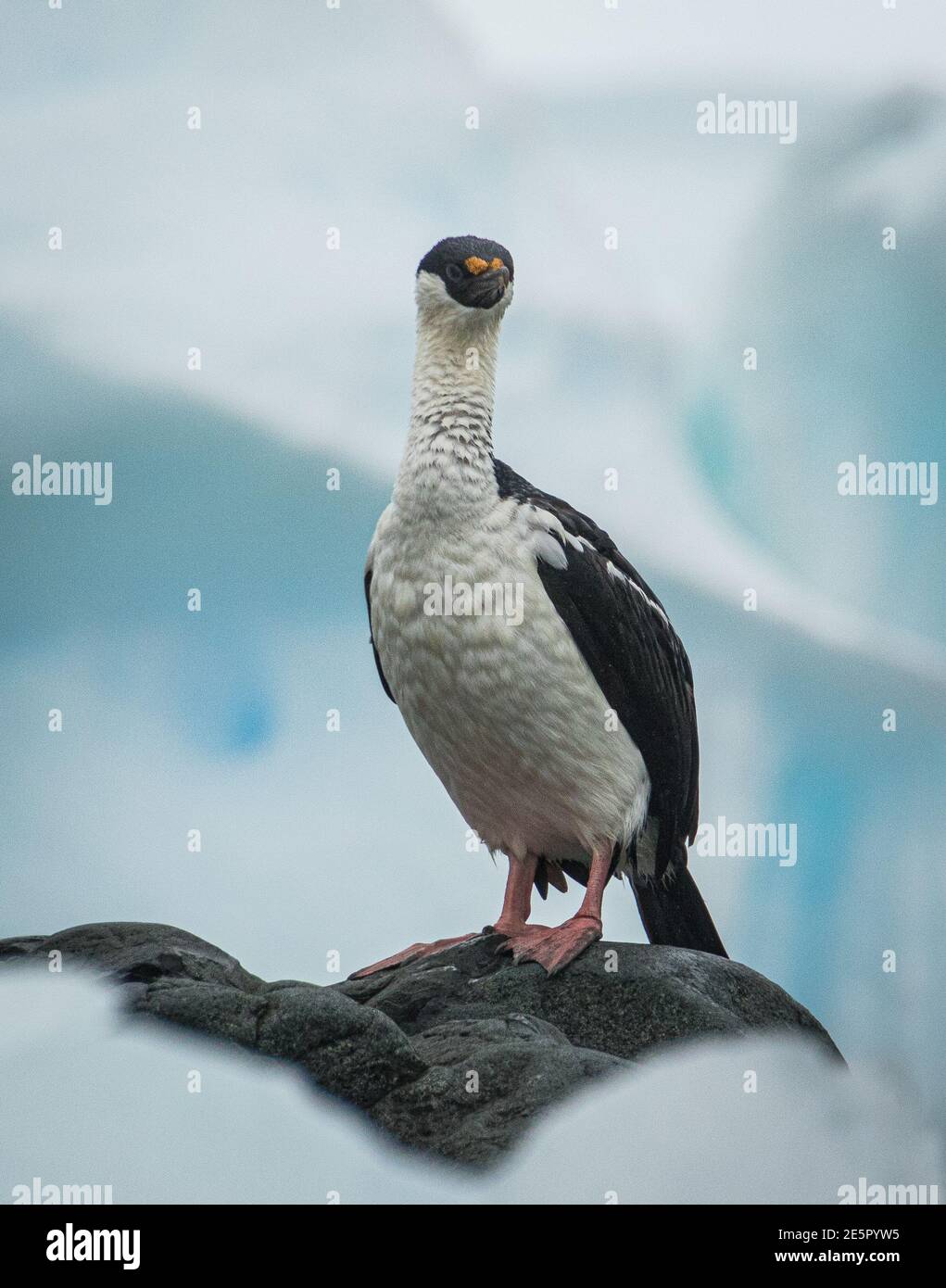 Antarctic shag or cormorant (Leucocarbo bransfieldensis Stock Photo - Alamy