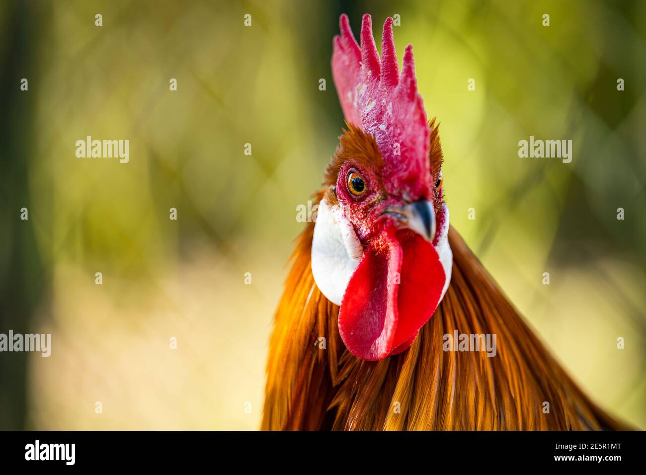 (Selective focus) Stunning close-up view of a rooster grazing on a farm ...