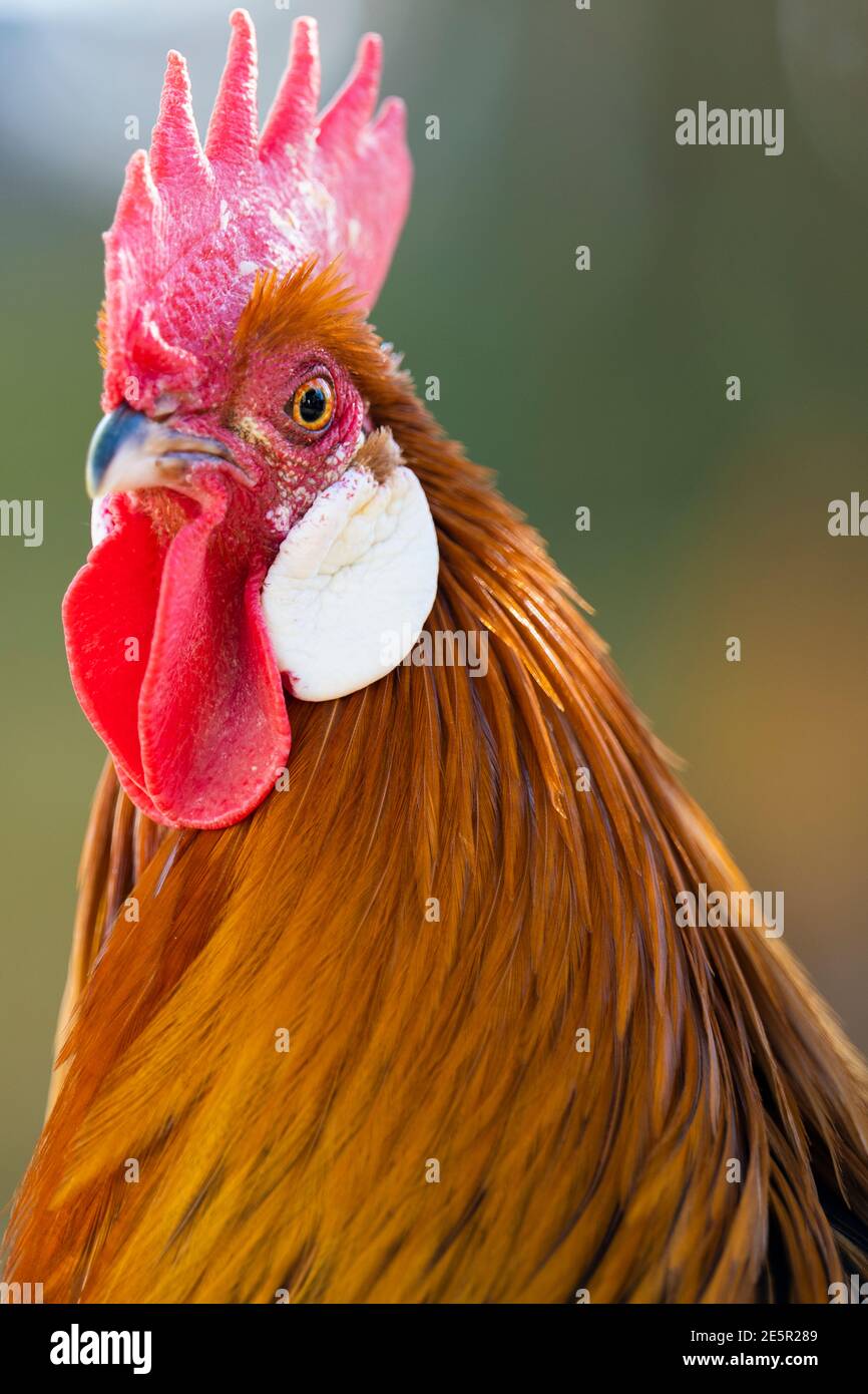 What Is A Farm Rooster at Tracy Sudie blog