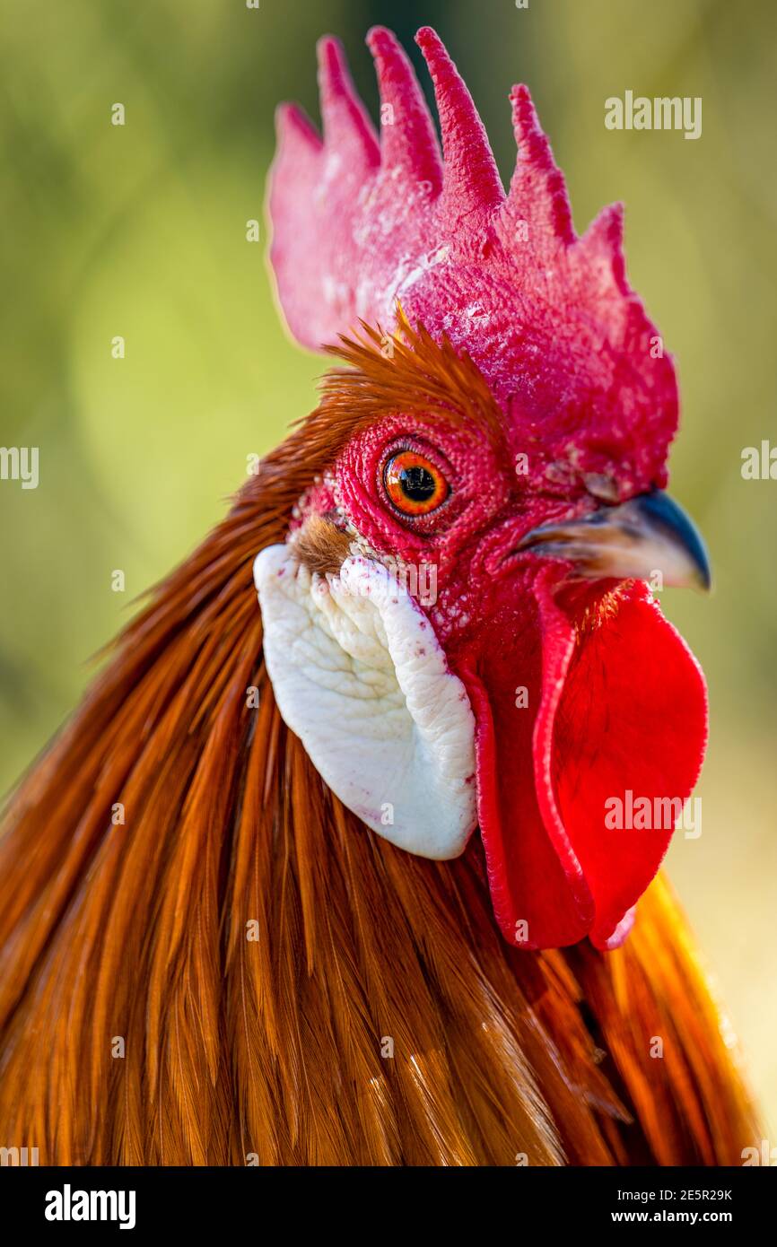 (Selective focus) Stunning close-up view of a rooster grazing on a farm ...