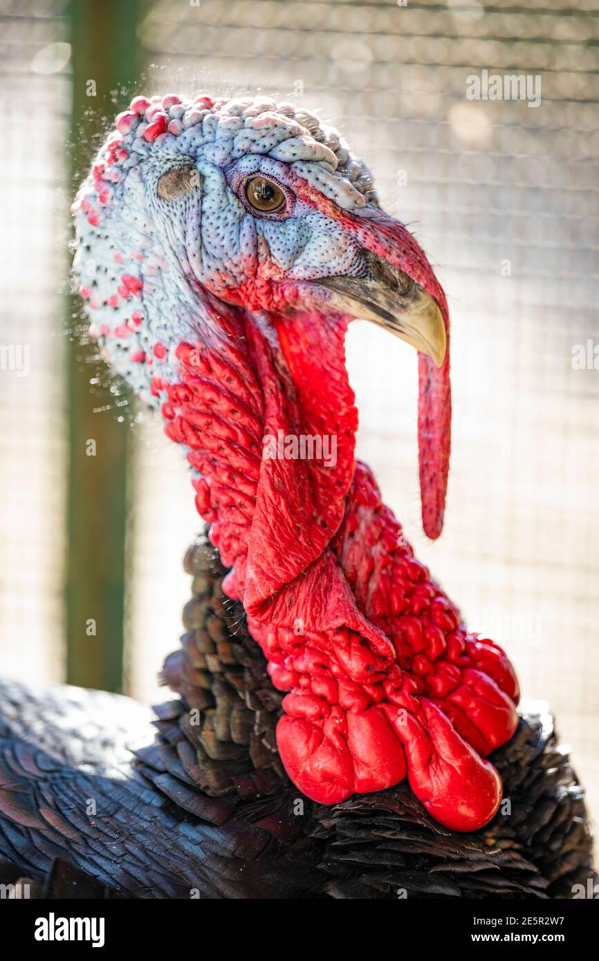 Close up hens pecking on hi-res stock photography and images - Alamy