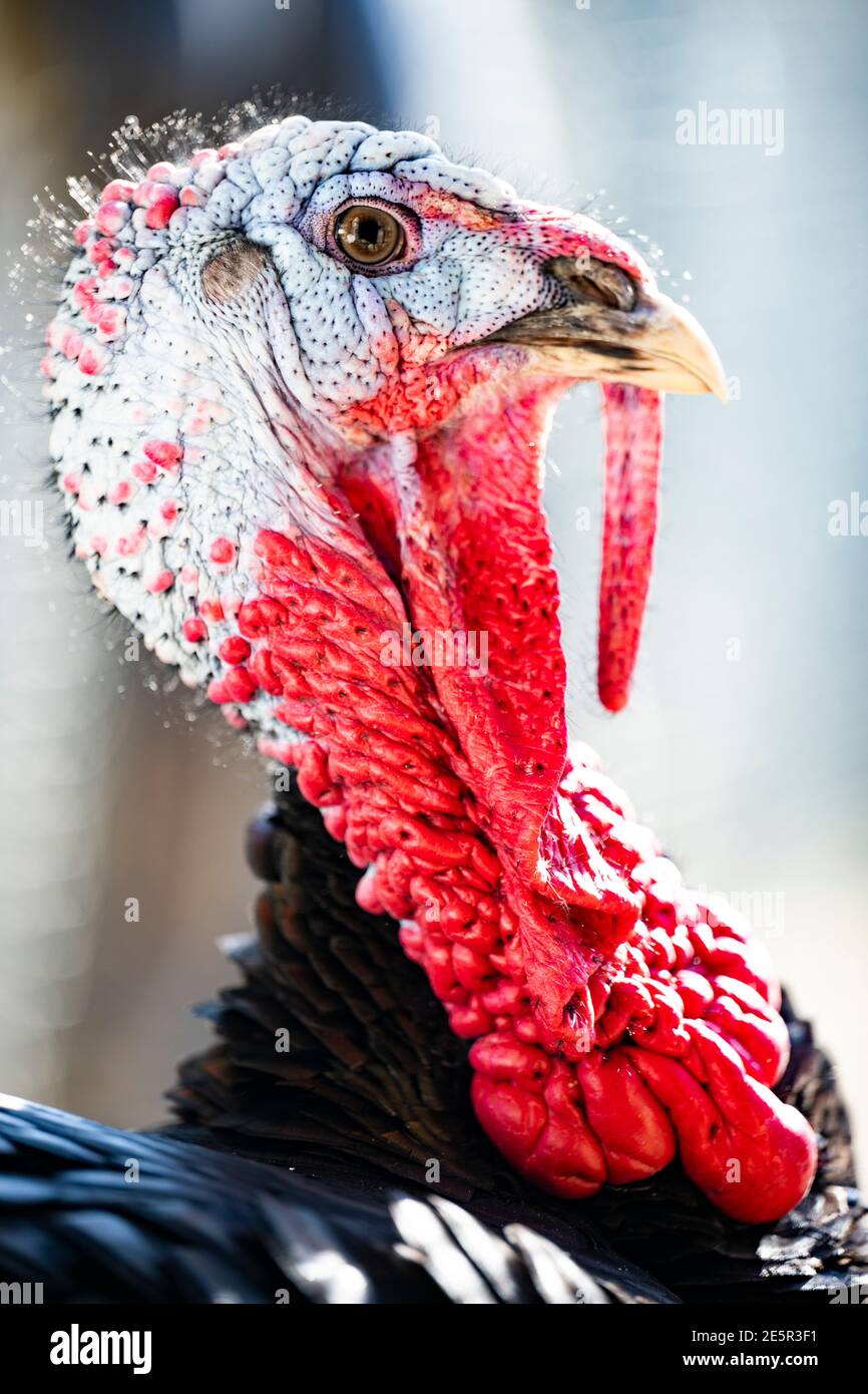 Close up hens grazing on hi-res stock photography and images - Alamy
