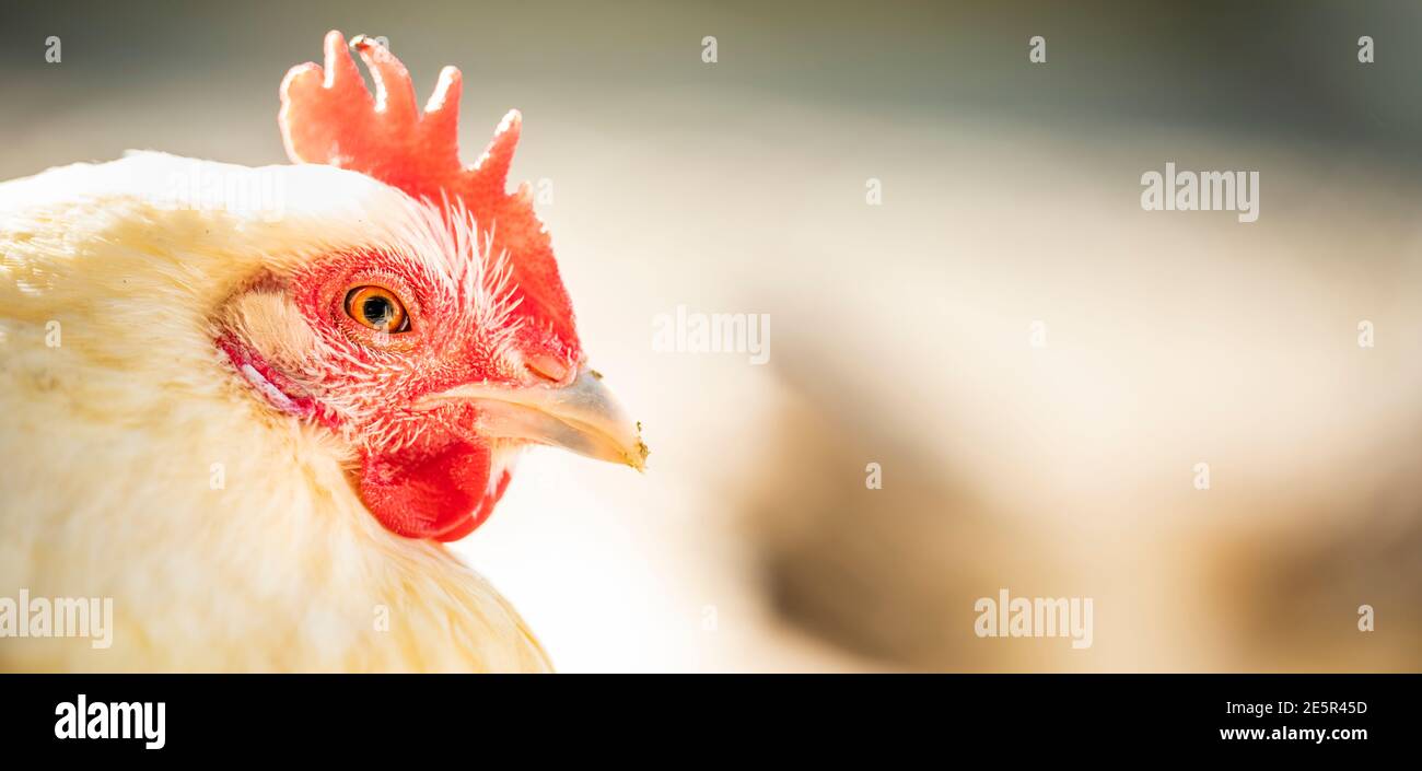 Close up hens grazing on hi-res stock photography and images - Alamy