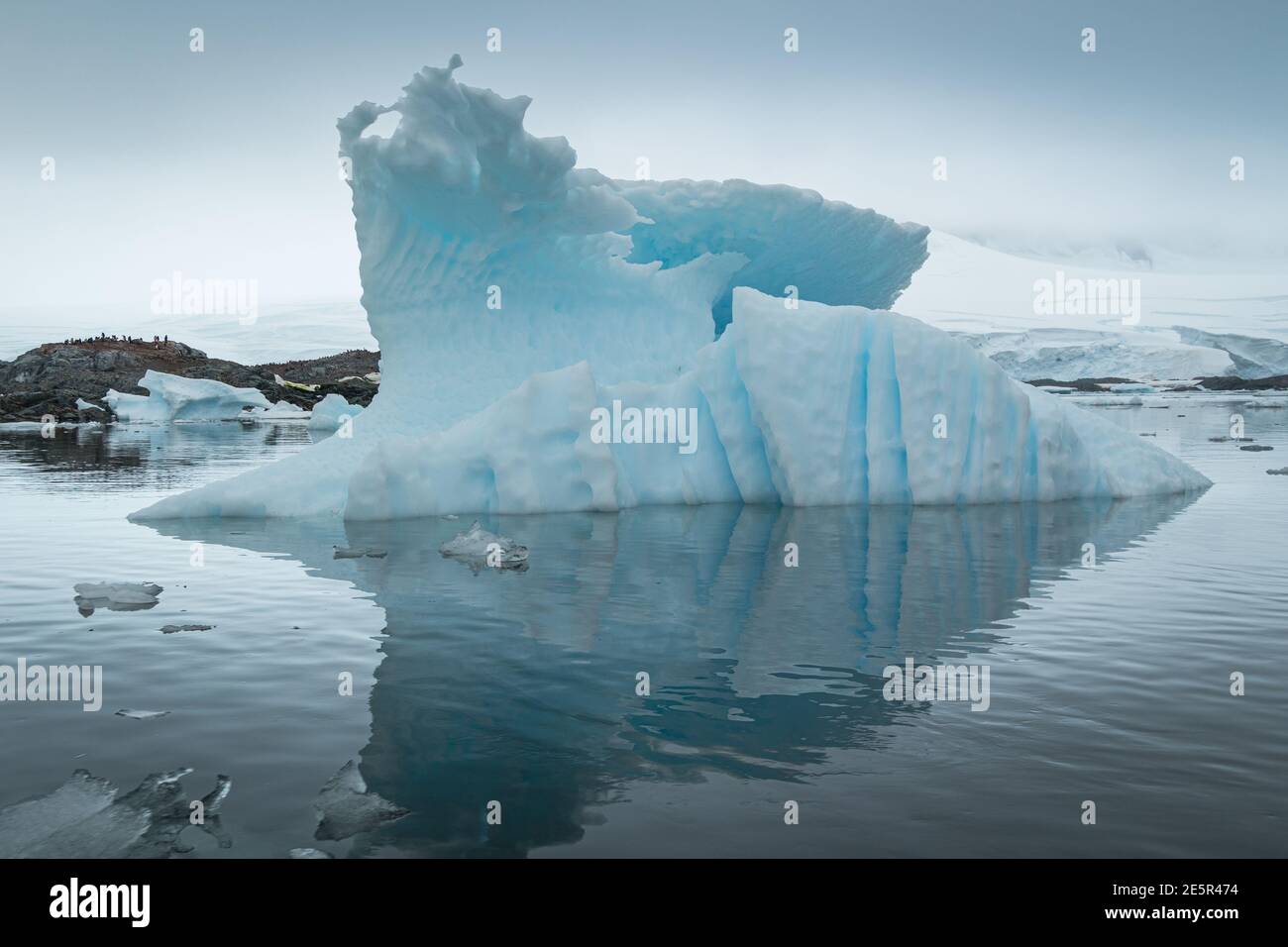 Antarctic ice fish hi-res stock photography and images - Alamy