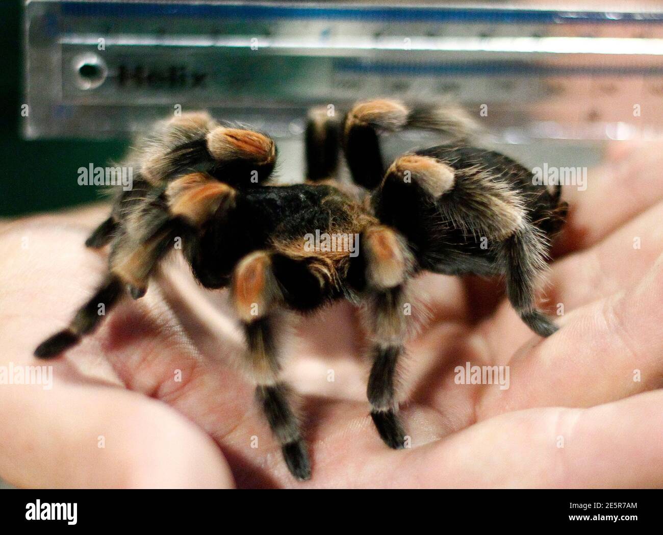 Red kneed tarantula hi-res stock photography and images - Alamy