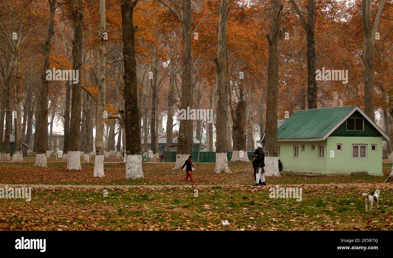 Chinar in autumn hi-res stock photography and images - Alamy