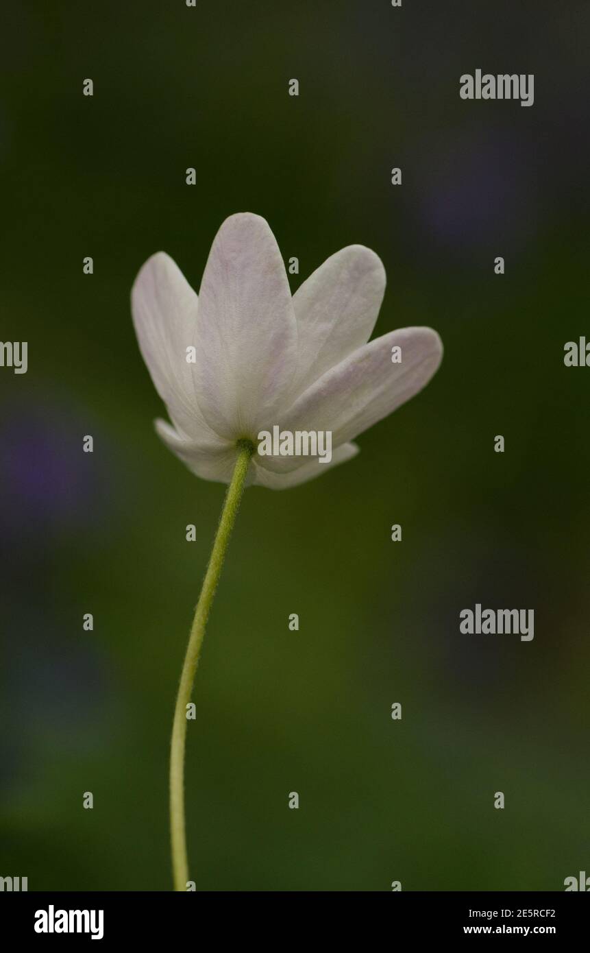 Underside of Wood Anemone Flower Stock Photo - Alamy