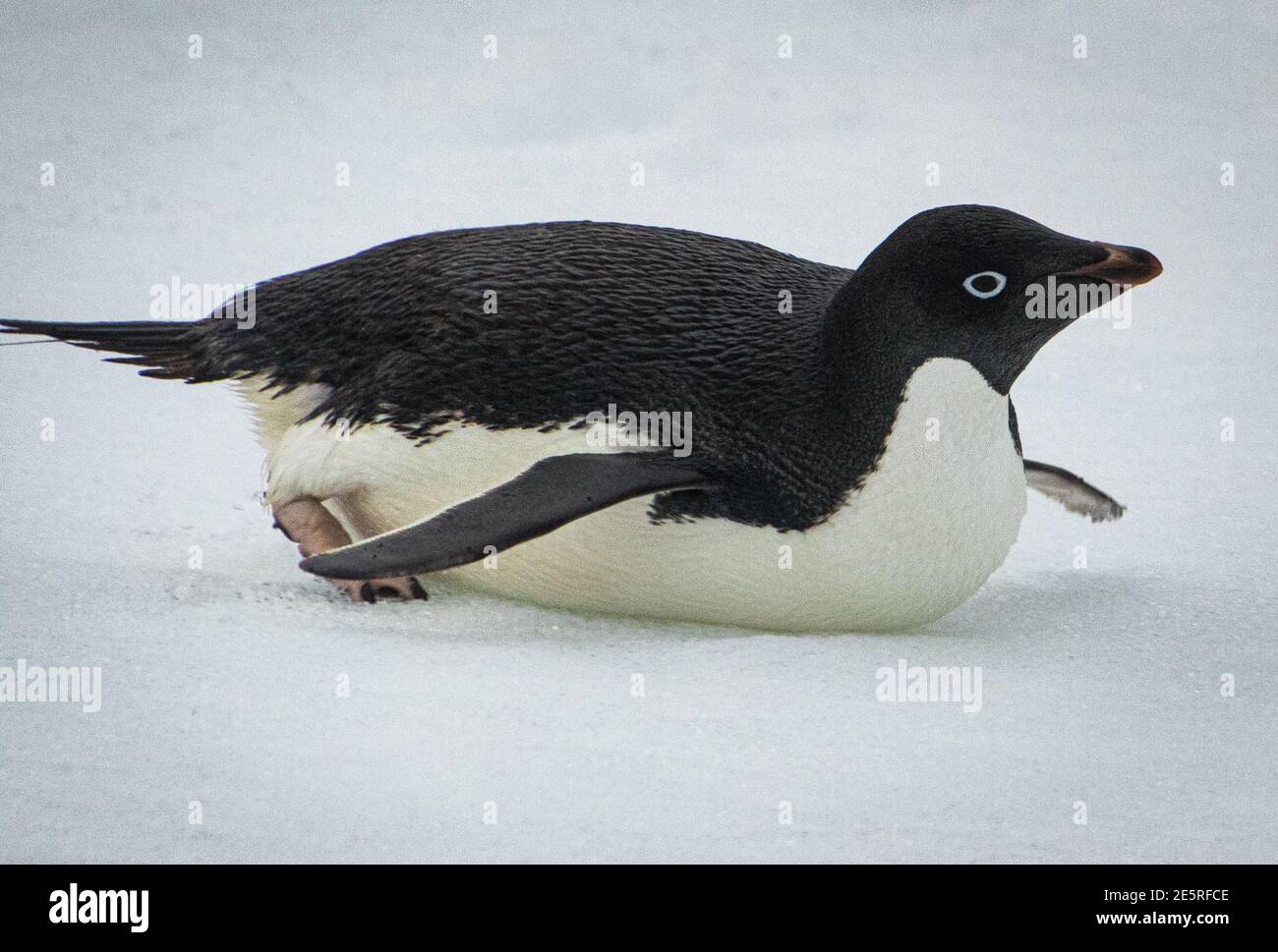 Penguins slide hi-res stock photography and images - Alamy