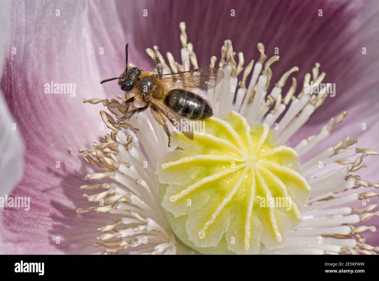 Golden fringed mason bee (Osmia aurulenta) visiting opium poppy flower ...