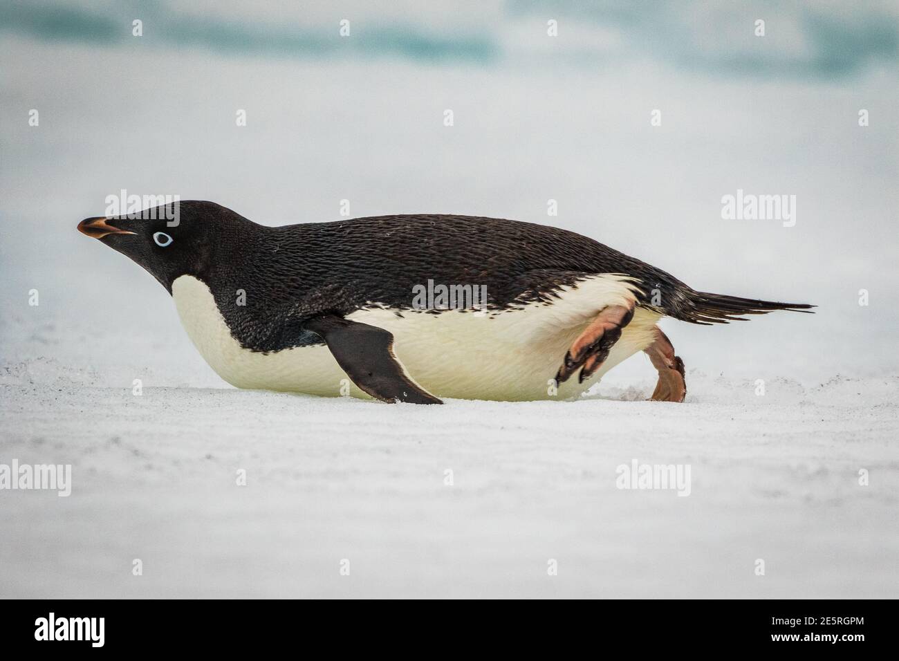 Adelie penguin, Antarctica (pygoscelis adeliae Stock Photo - Alamy