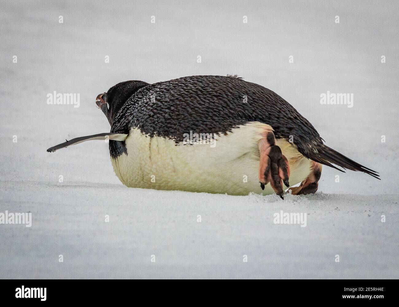 Penguin sliding into water hi-res stock photography and images - Alamy