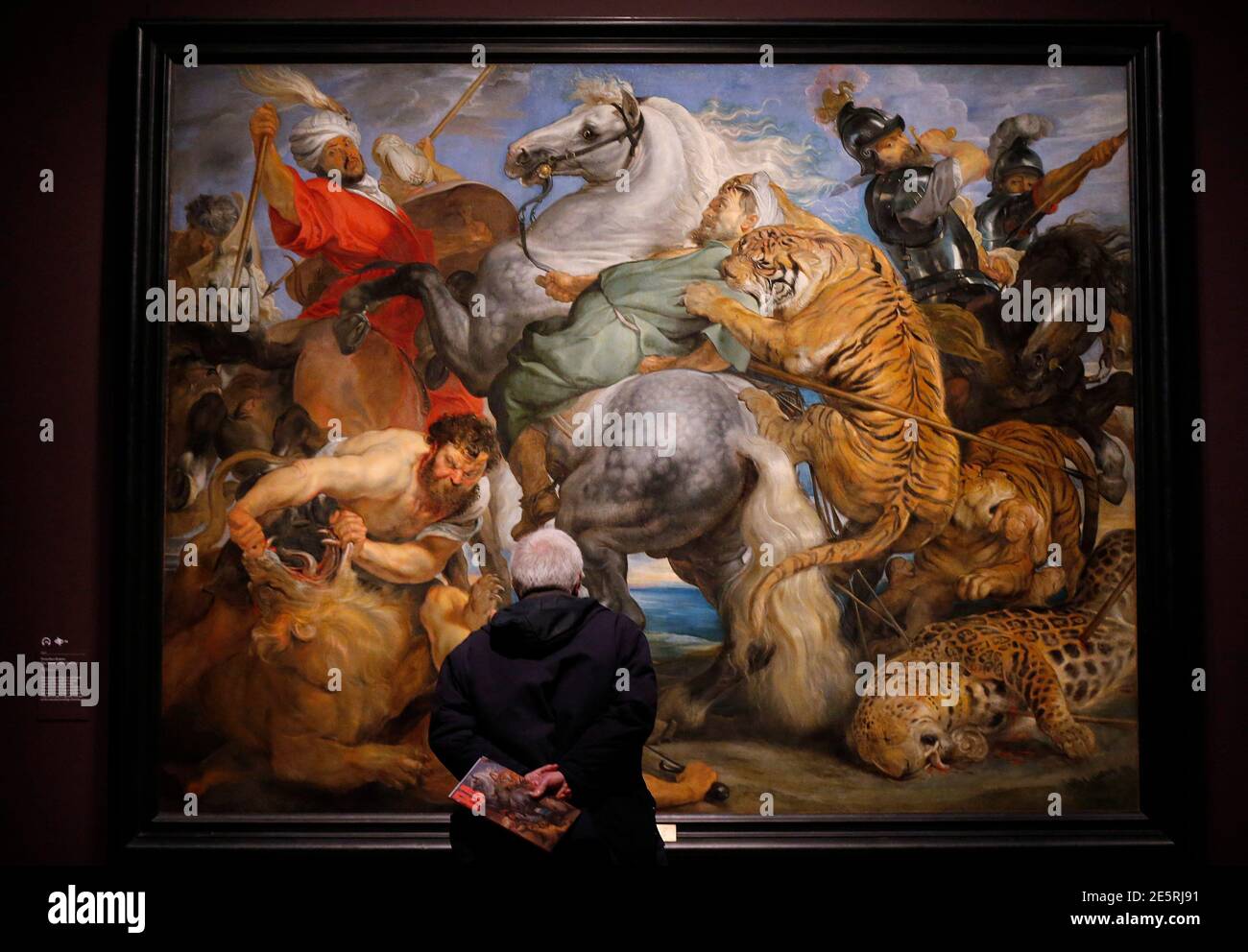 Tiger lion and the leopard hunt hi-res stock photography and images - Alamy