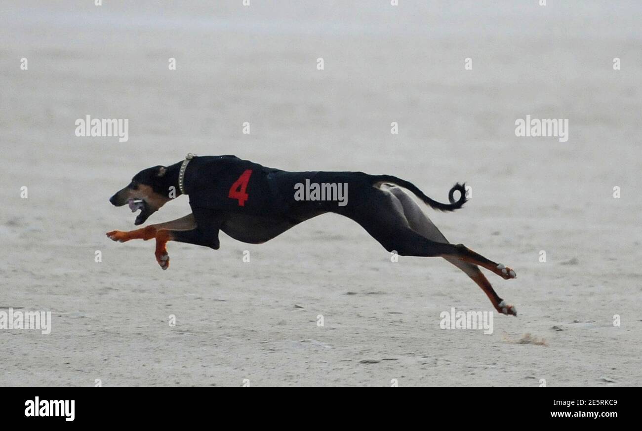 Arabian saluki dogs hi-res stock photography and images - Alamy