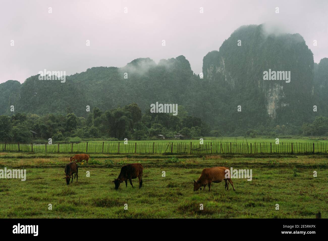 Four brown cows graze on Lush, green farmland in front of sharp ...