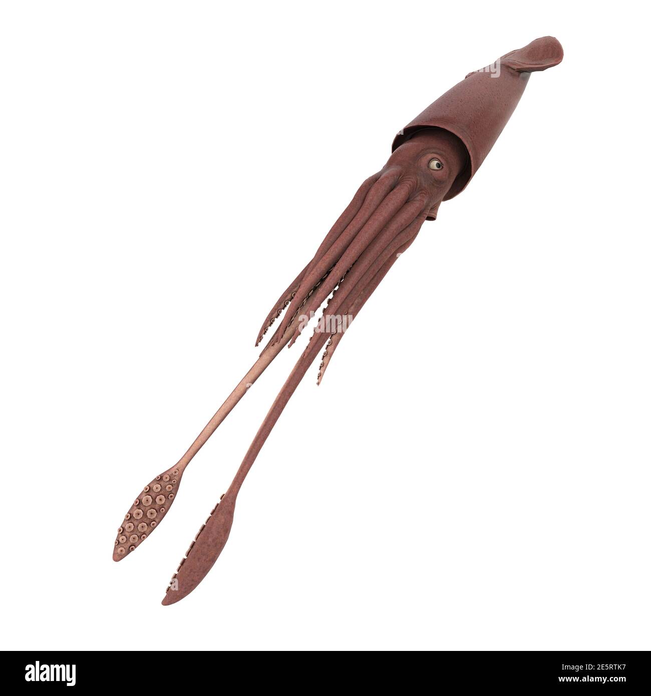 Giant squid underwater hi-res stock photography and images - Alamy