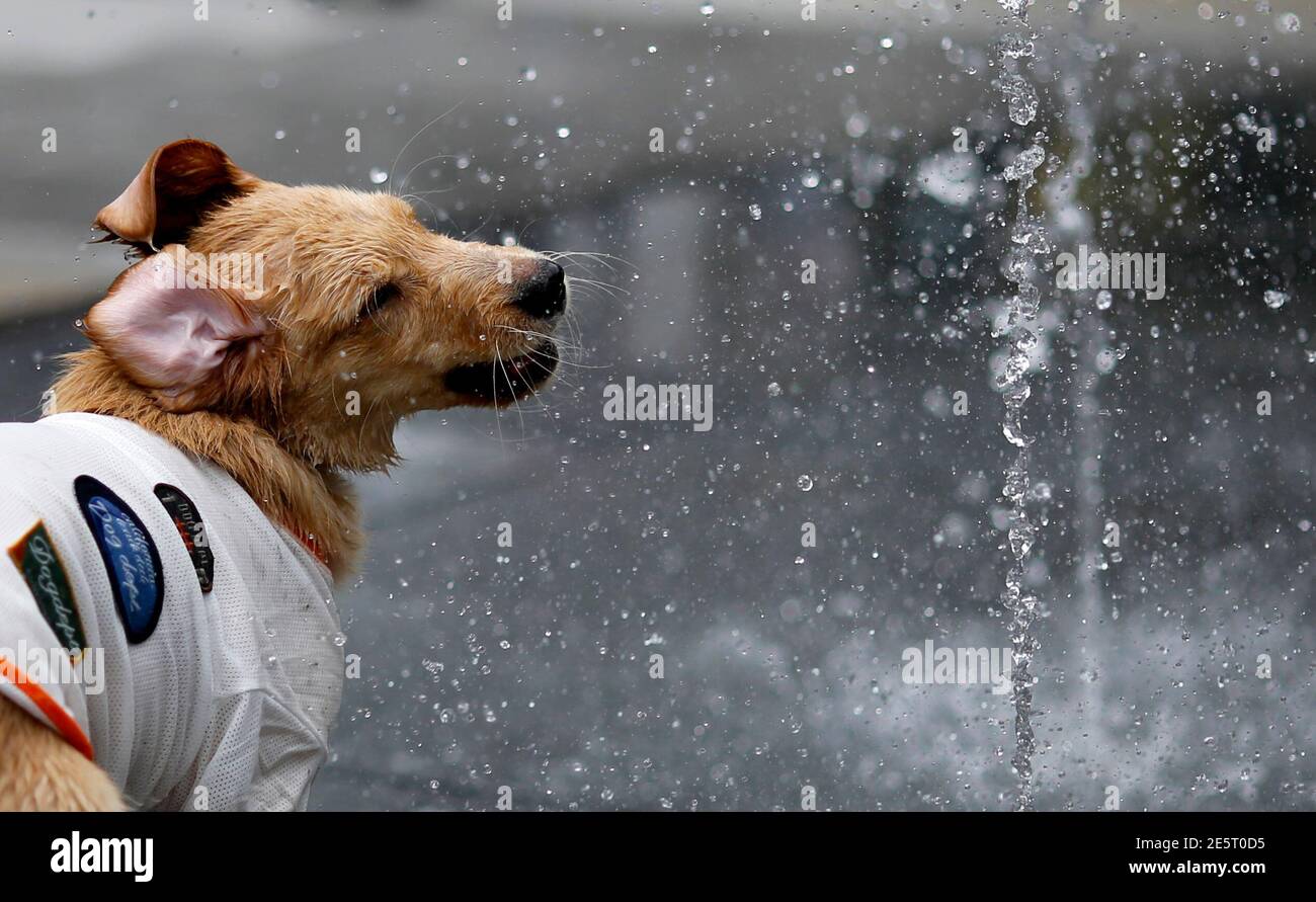 Is 34 Degrees Too Cold For Dogs