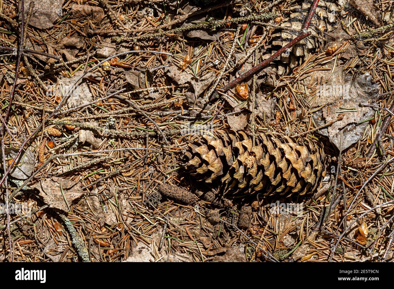 Natural pine forest ground with some leaves, twigs and seeds. Forest ...