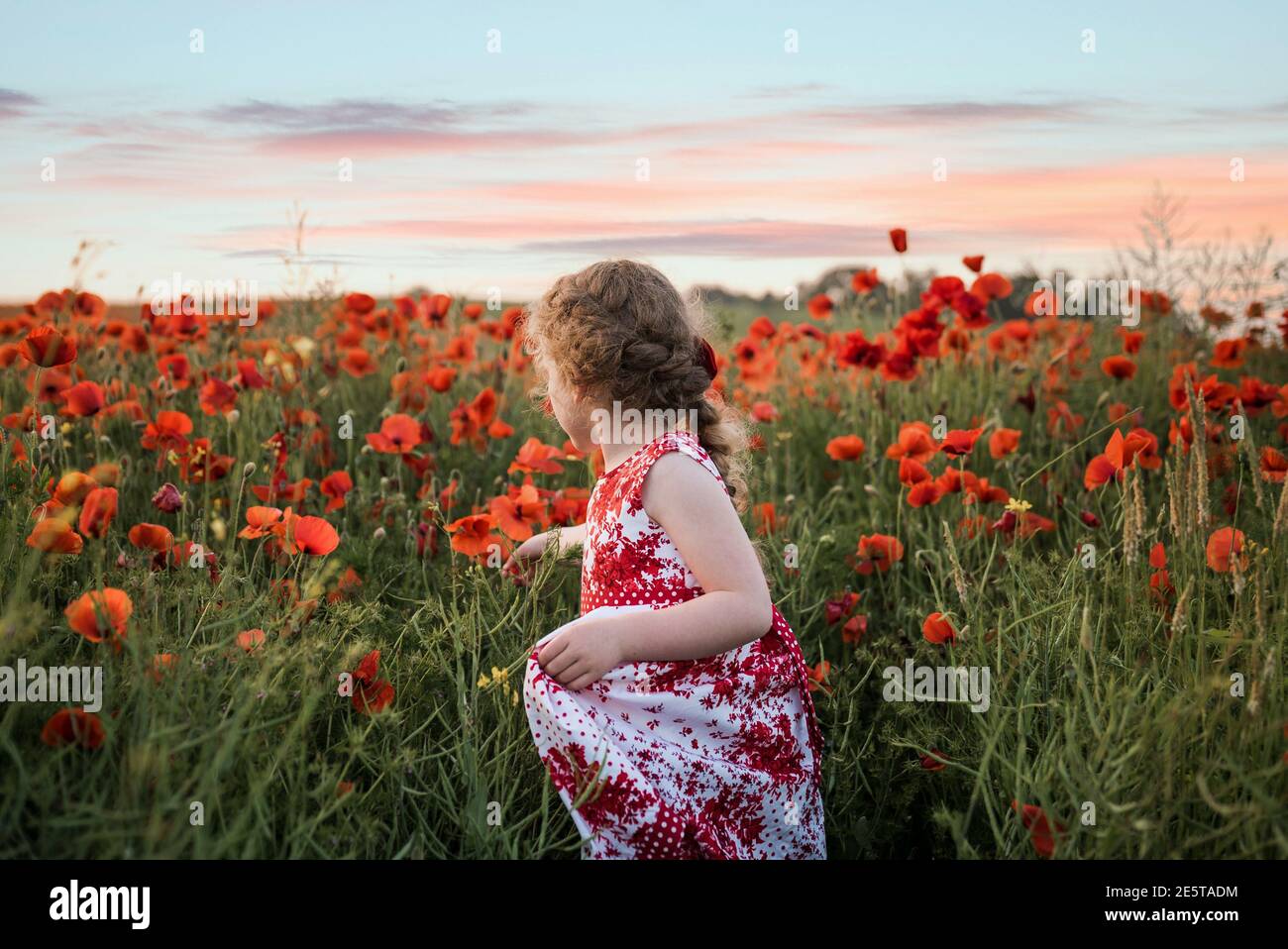 Pretty Field Of Flower Pictures