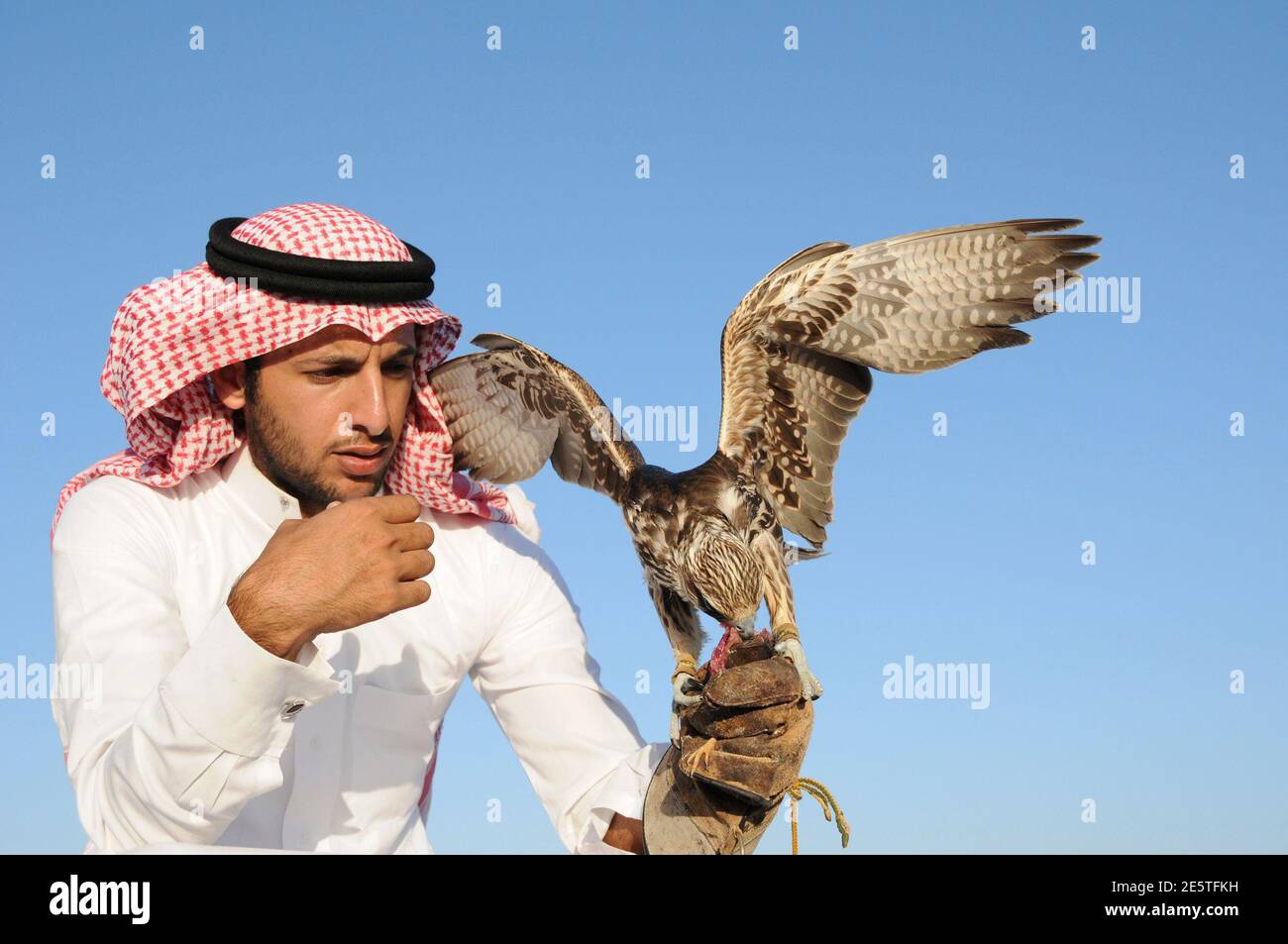 Saudi arabia desert birds hi-res stock photography and images - Alamy