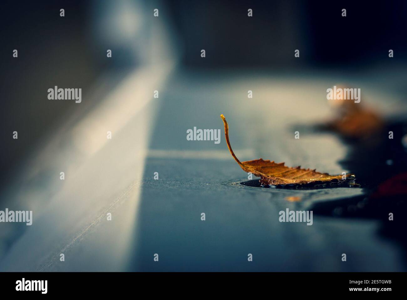 Moody leaf hi-res stock photography and images - Alamy