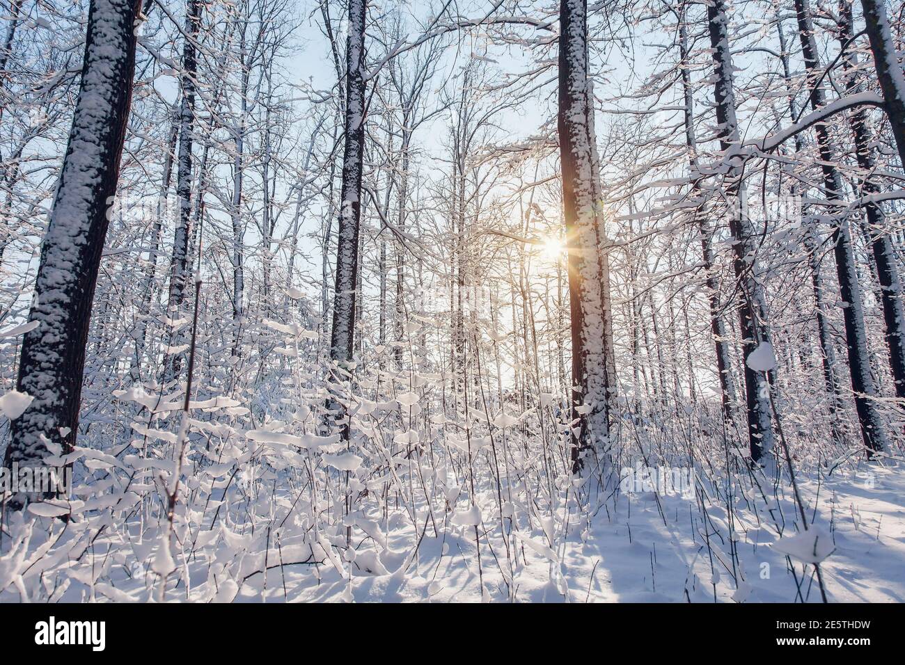 Sunset in winter pine forest with snow on trees and floor in sunny day ...