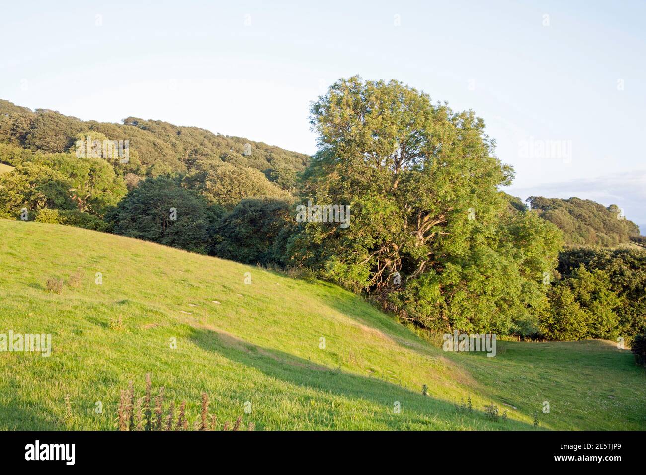 oak trees and field hedges Vale of Conwy Snowdonia on a summer evening ...