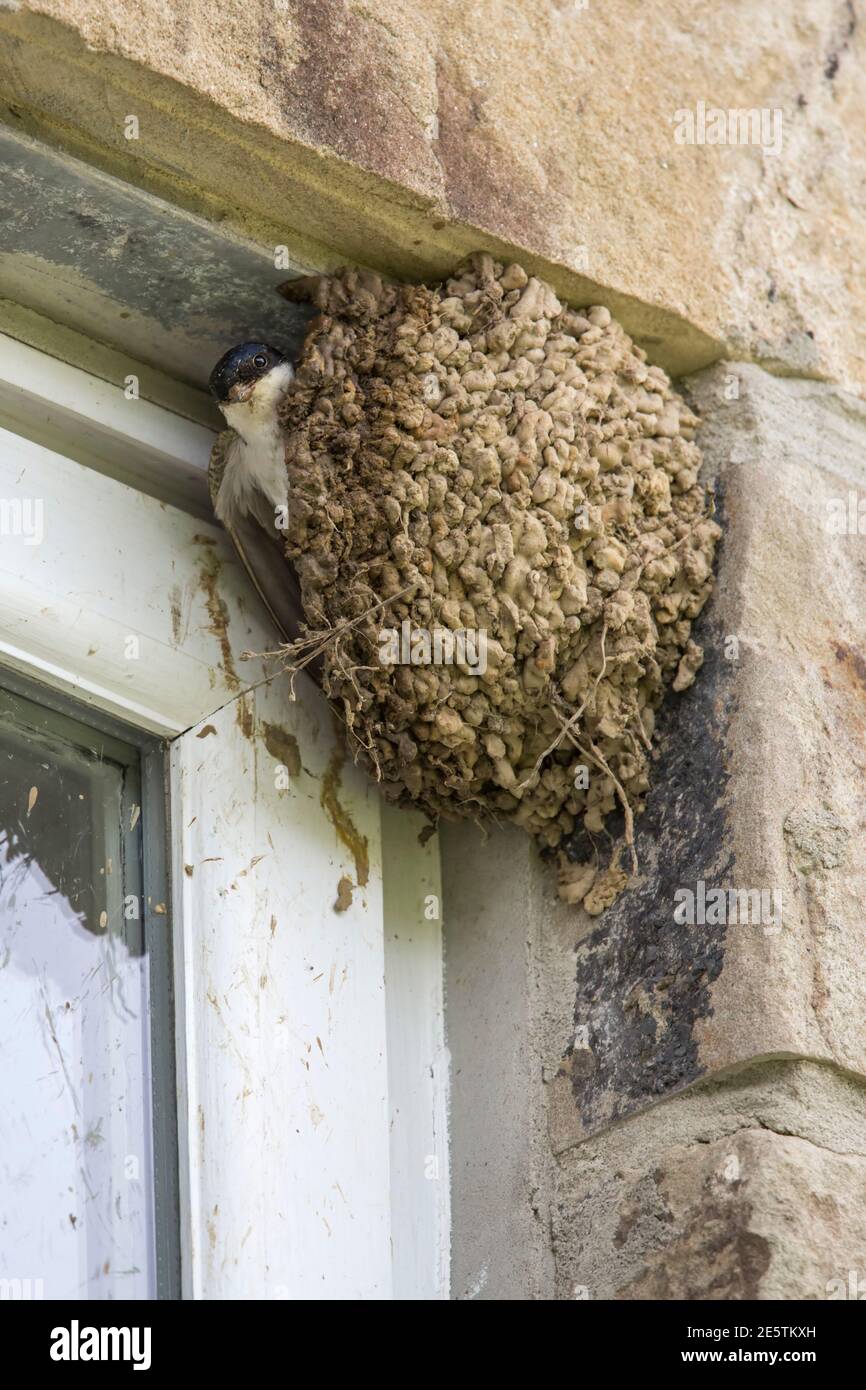 House martin nest hi-res stock photography and images - Alamy