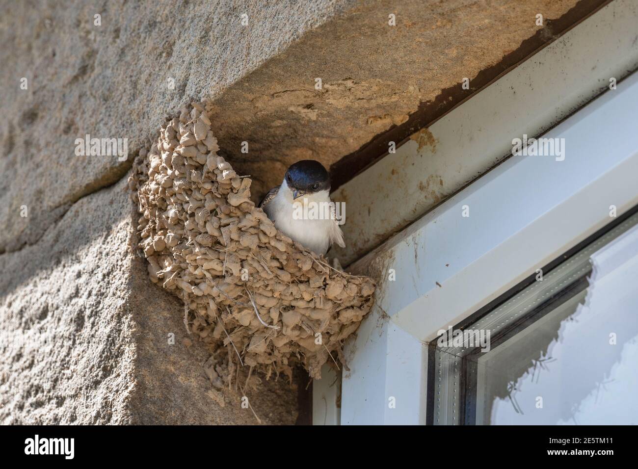 Nesting house martin hi-res stock photography and images - Alamy