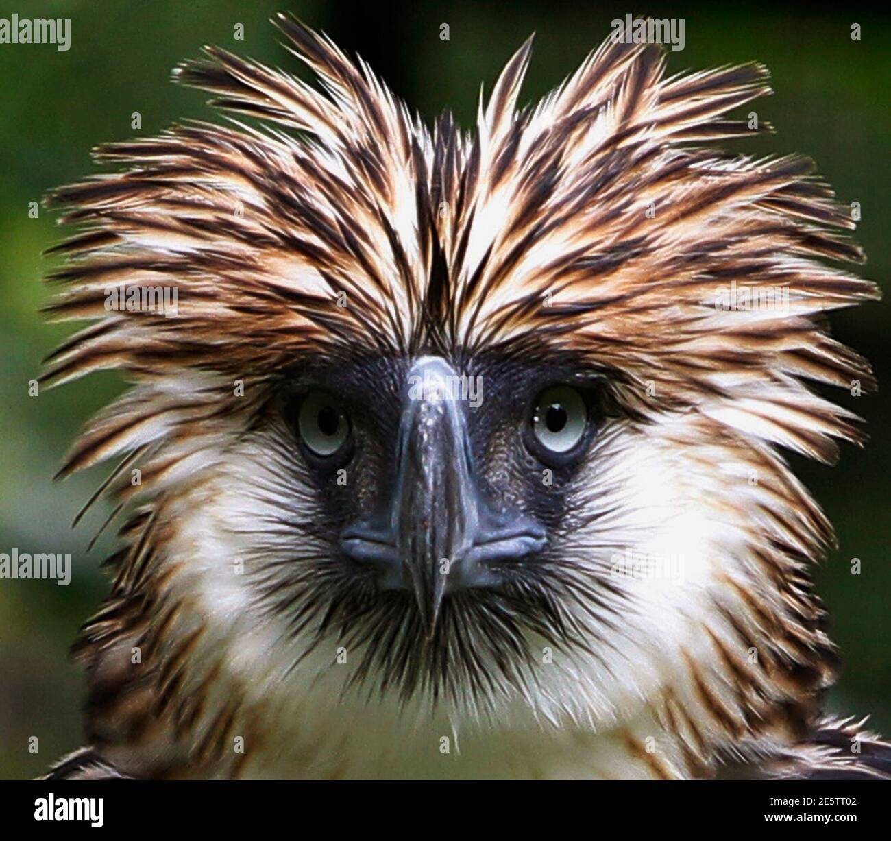 Davao city philippine eagle hi-res stock photography and images - Alamy