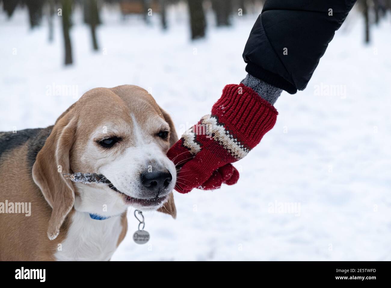 Beagle biting a stick playing with its owner in a snowy winter park ...
