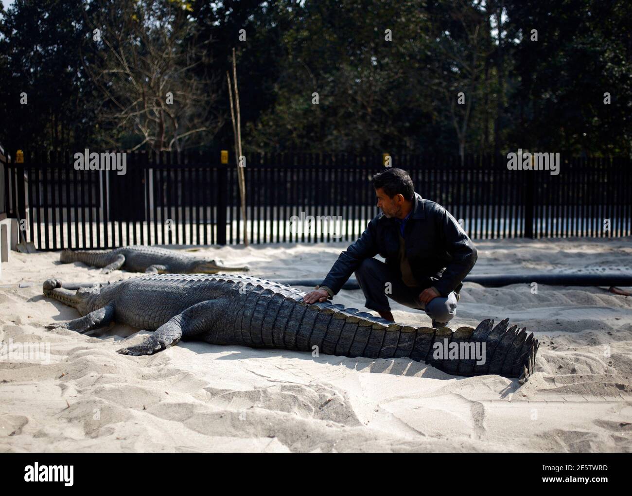 Gharial crocodile breeding center High Resolution Stock Photography and ...