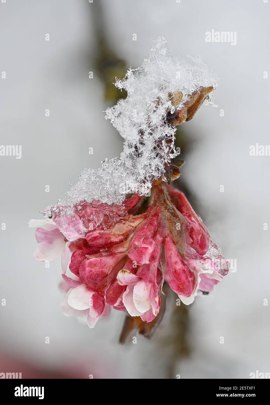 Snow on Winter Snowball Flowers Stock Photo - Alamy