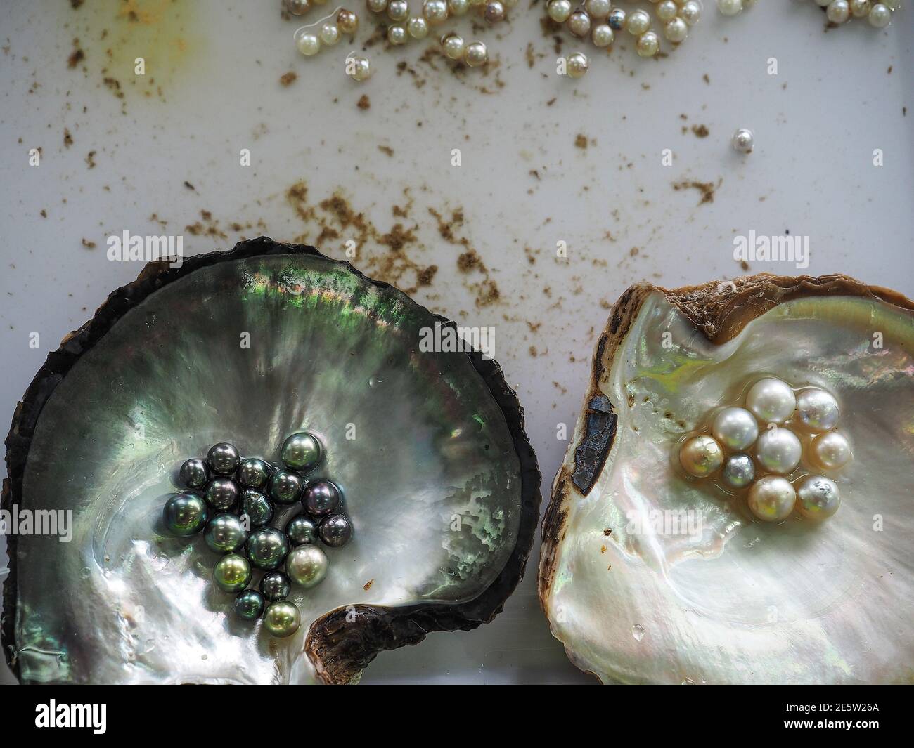 Original black, yeallow and white pearls in oyster shells. Close up ...