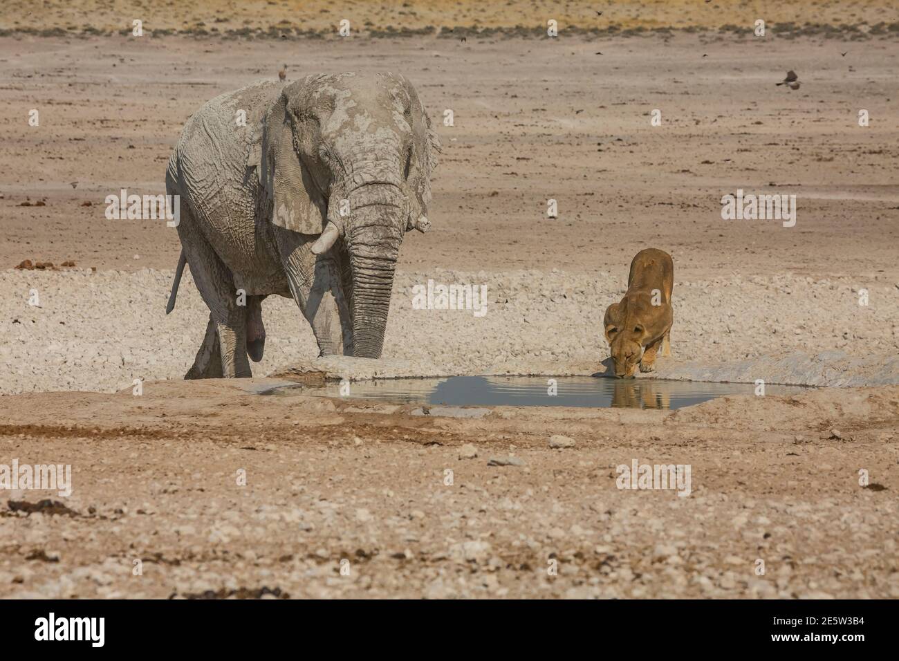 Animal conflict between lion and elephant in Etosha National Park ...